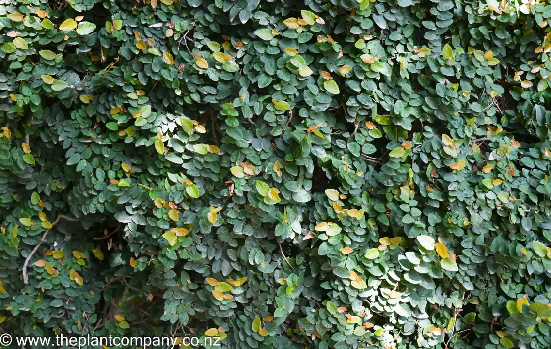 Buy Ficus pumila - Creeping Fig | Free Freight Over $150