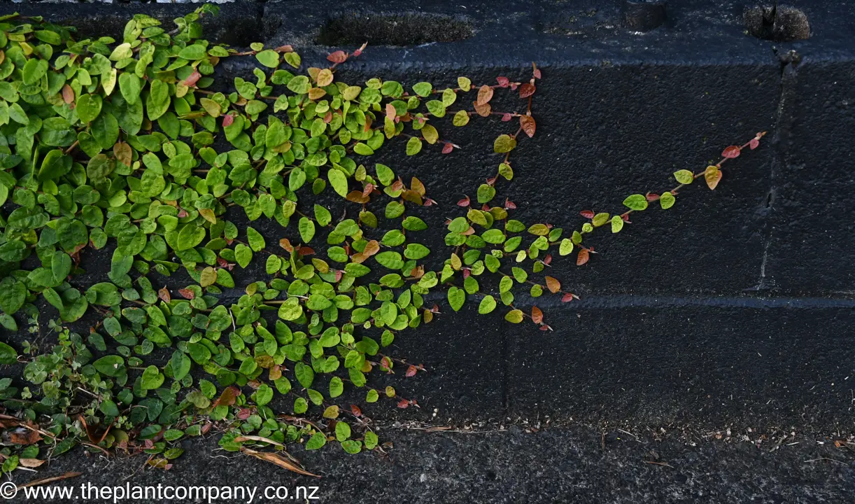 Buy Ficus pumila - Creeping Fig | Free Freight Over $150