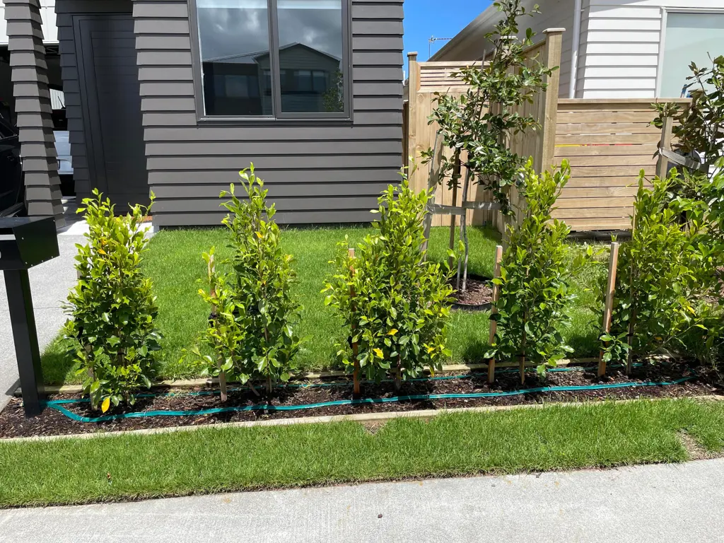 Buy Ficus 'Tuffi' | Free Freight Over $150