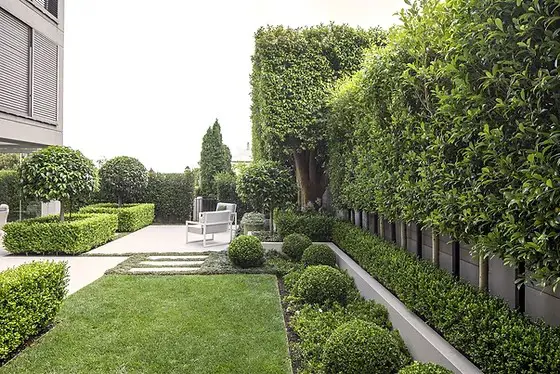 Buy Ficus 'Tuffi' | Free Freight Over $150