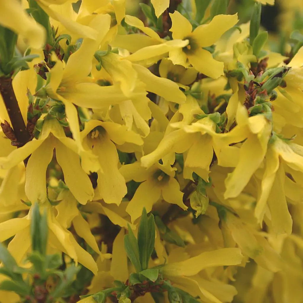Buy Forsythia Bronxensis Plants | Free Shipping Over $150