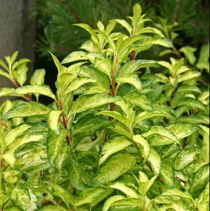 Buy Forsythia Fiesta Plants | Free Shipping Over $150