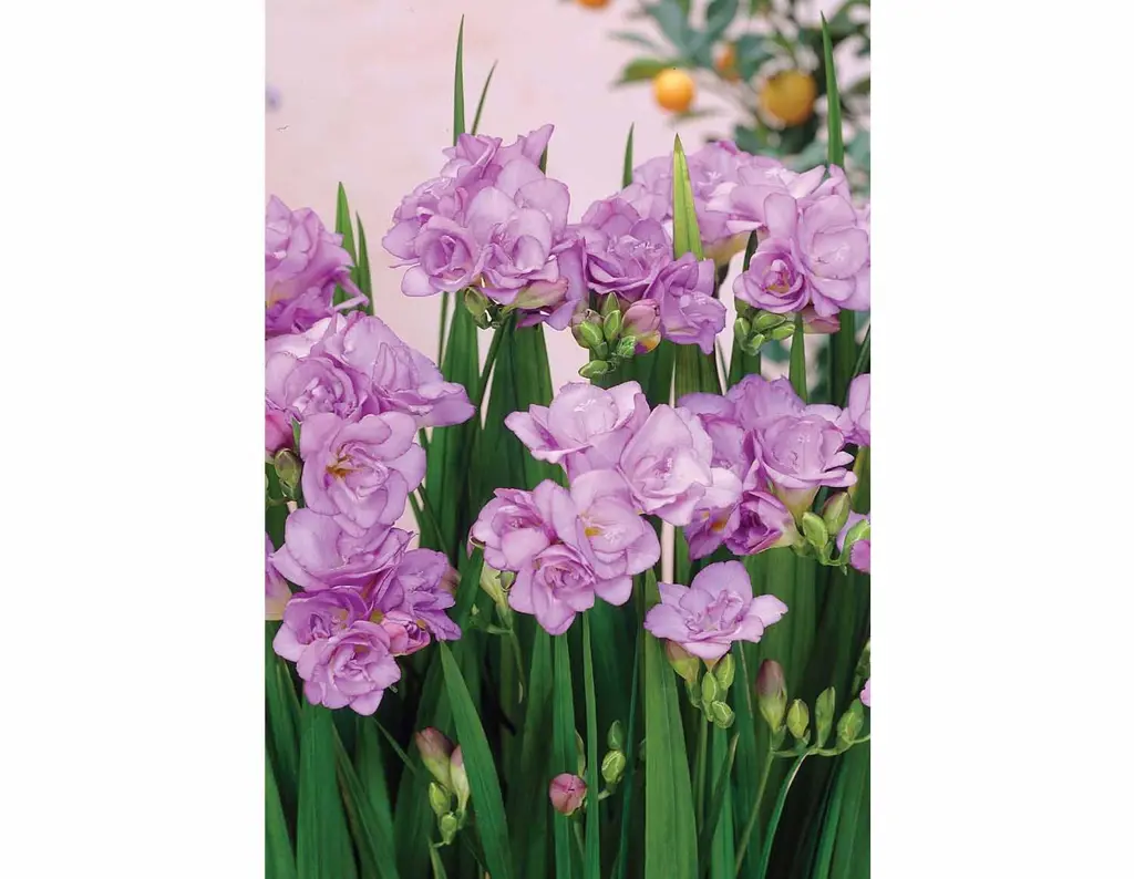 Buy Freesia Ancona Plants | Free Shipping Over $150