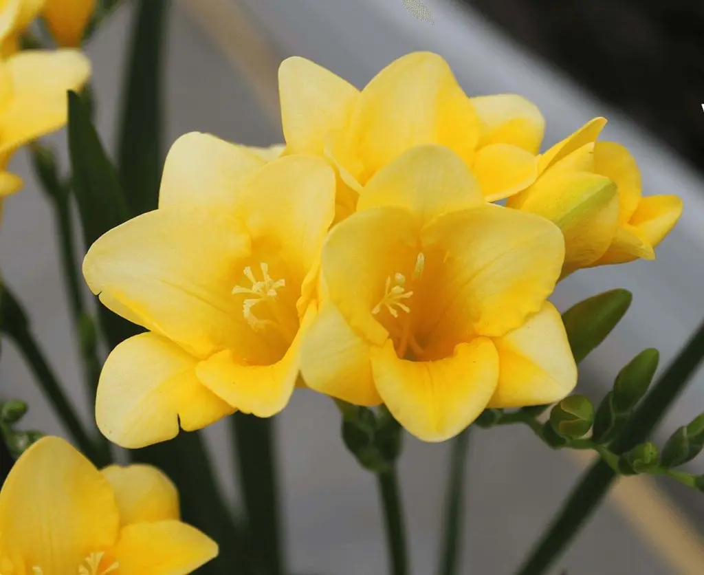 Buy Freesia Fragrant Sunburst Plants | Free Shipping Over $150