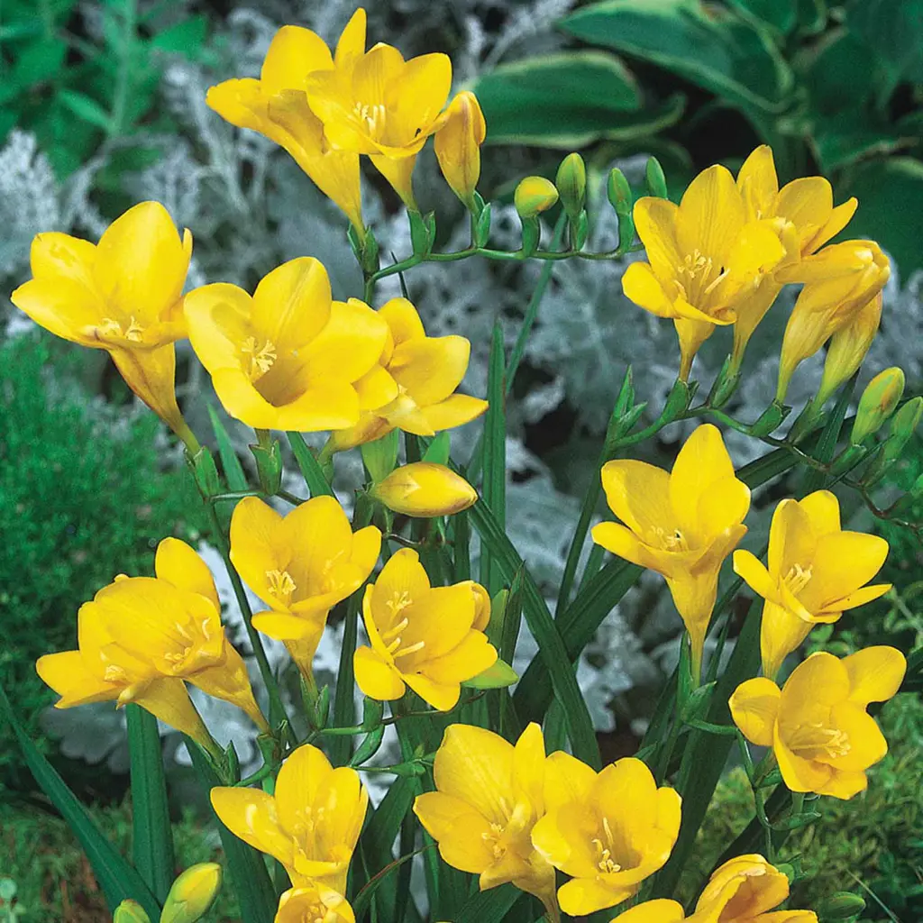 Buy Freesia Golden Melody Plants | Free Shipping Over $150