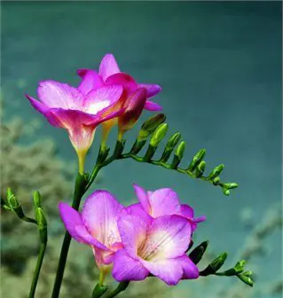 Freesia Flowers
