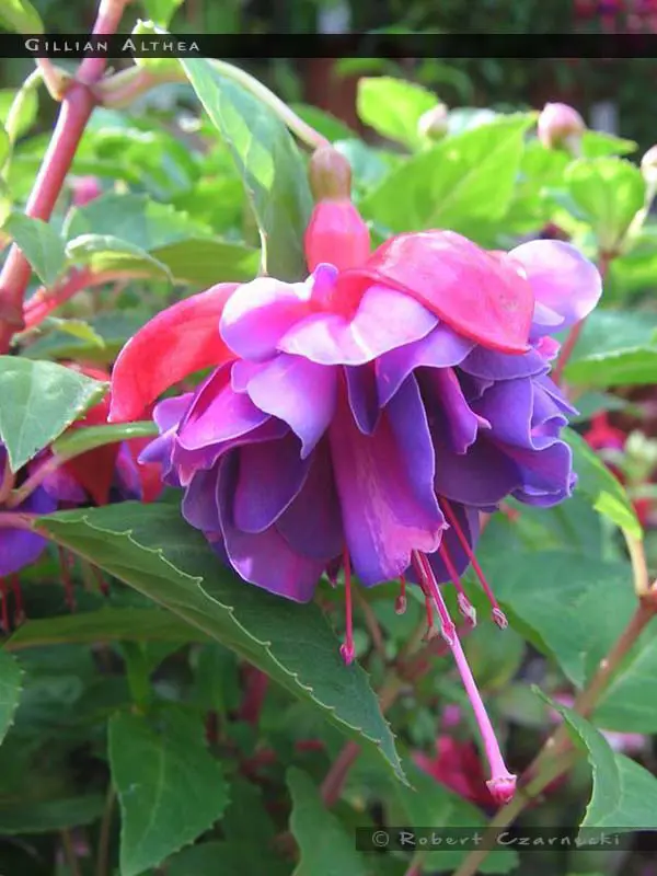 Buy Fuchsia 'Gillian Althea' Plants | Free Shipping Over $150