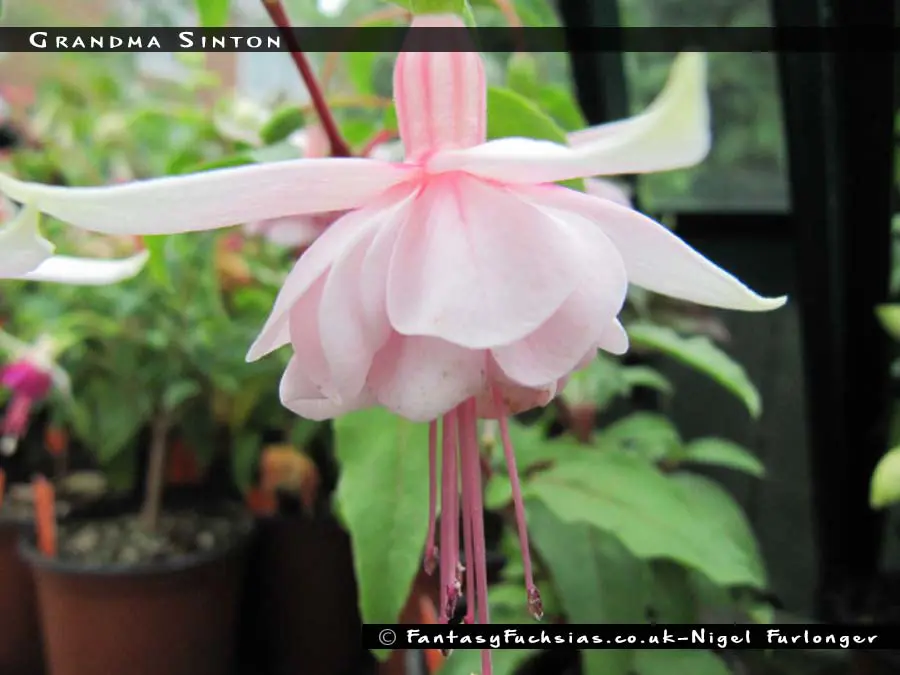 Buy Fuchsia 'Grandma Sinton' Plants | Free Shipping Over $150