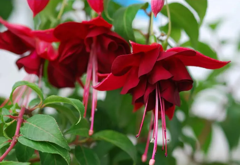 Buy Fuchsia 'Jomi Hemschoote' Plants | Free Shipping Over $150
