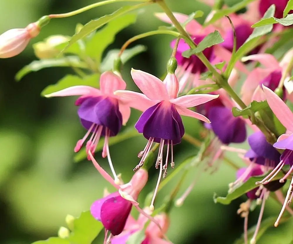 Buy Fuchsia 'Lambada' Plants | Free Shipping Over $150