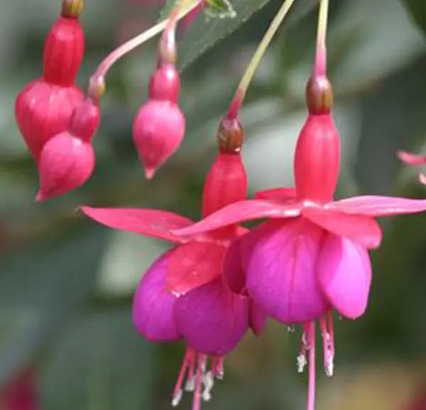 Buy Fuchsia 'Lambert Henkelman' Plants | Free Shipping Over $150
