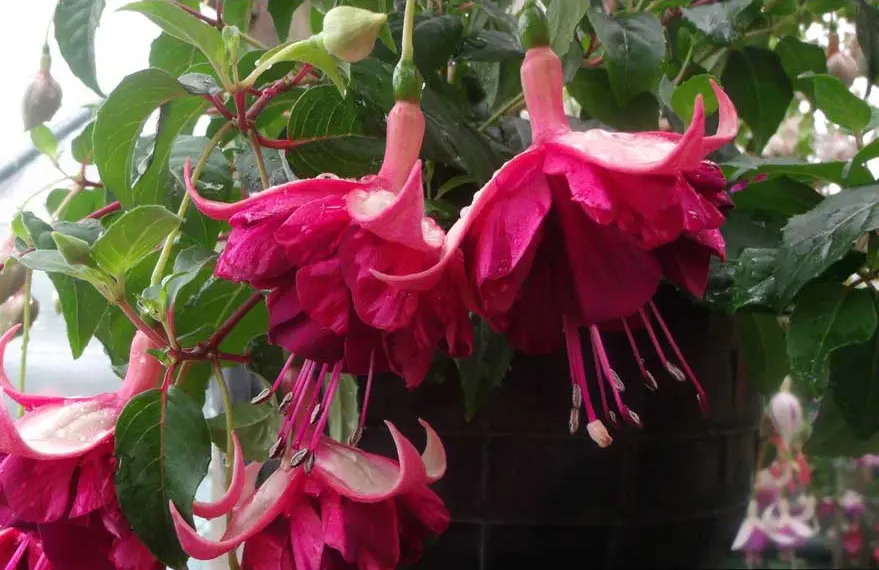 Buy Fuchsia 'Liberec' Plants | Free Shipping Over $150