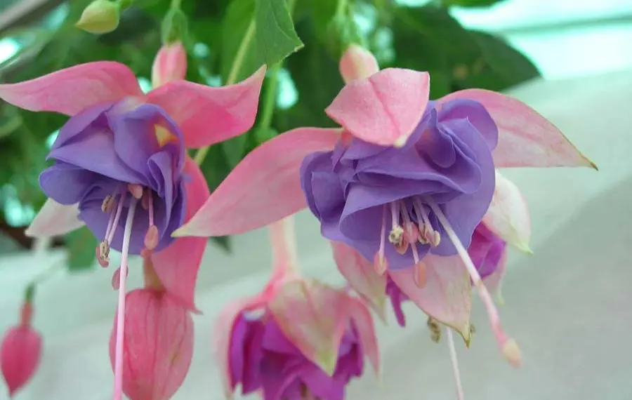Buy Fuchsia 'Loco Marella' Plants | Free Shipping Over $150
