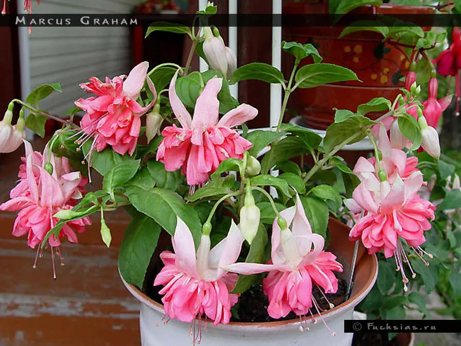 Buy Fuchsia 'Marcus Graham' Plants | Free Shipping Over $150