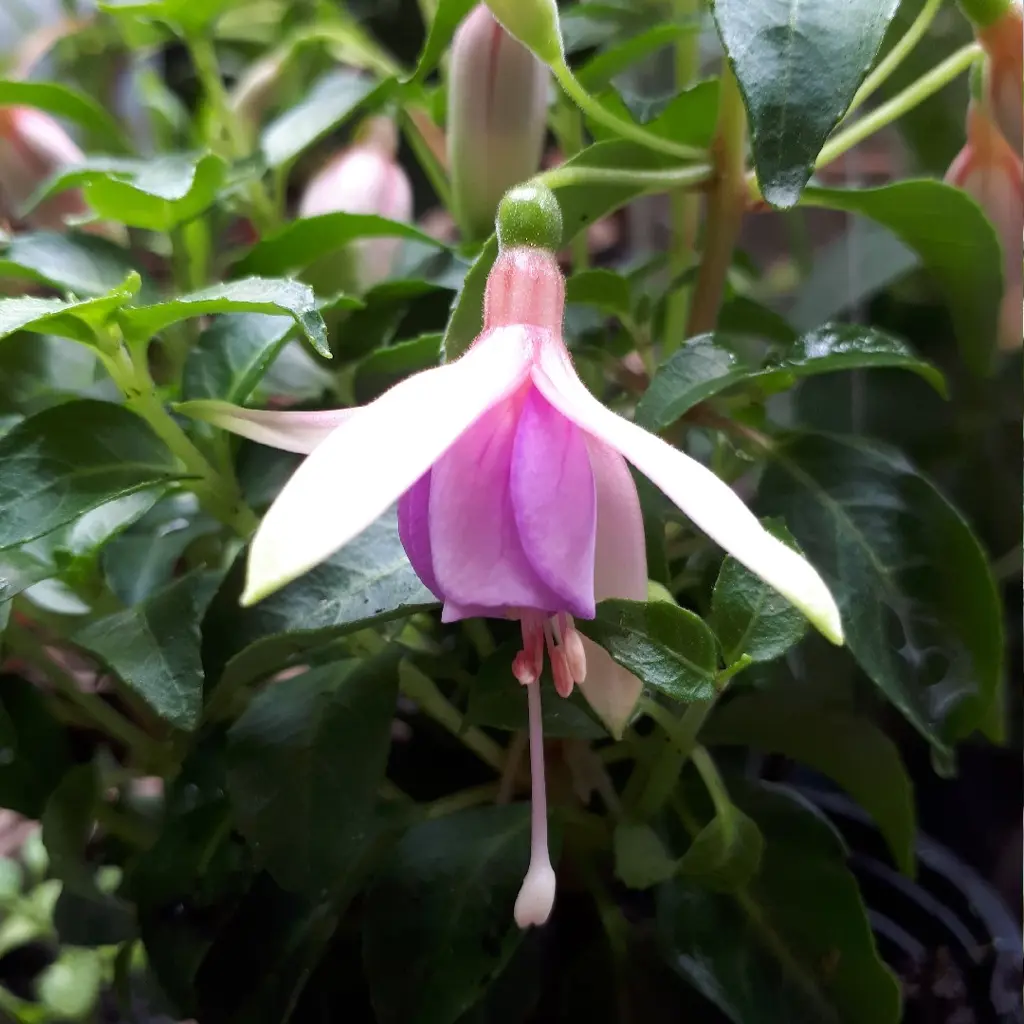 Buy Fuchsia Maria Landy Plants | Free Shipping Over $150