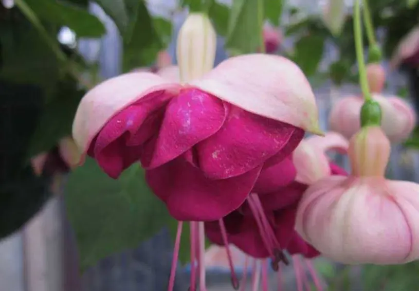Buy Fuchsia 'Mavora' Plants | Free Shipping Over $150