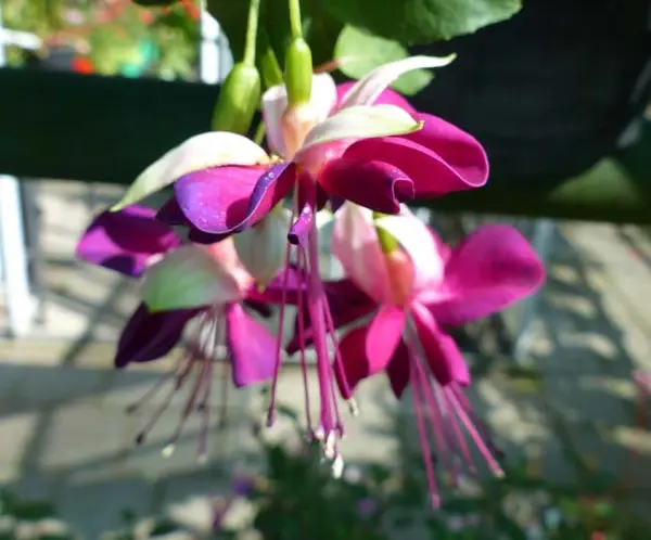 Fuchsia Maximas Girl | Free Freight Option