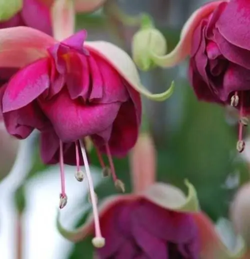 Buy Fuchsia 'Monica Vanbets' Plants | Free Shipping Over $150