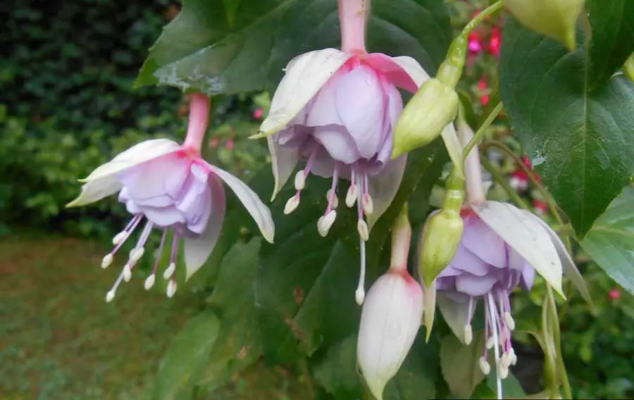 Buy Fuchsia 'Paul und Carola' Plants | Free Shipping Over $150
