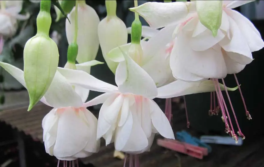 Buy Fuchsia 'Pegasus' Plants | Free Shipping Over $150