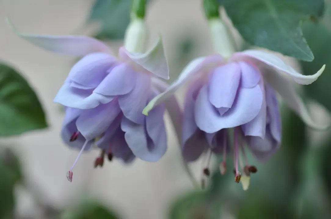 Buy Fuchsia 'Princess Kaja' Plants | Free Shipping Over $150