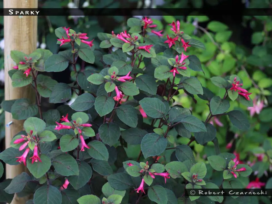 Buy Fuchsia 'Sparky' Plants | Free Shipping Over $150