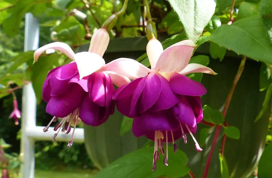 Buy Fuchsia 'Violetkoningin' Plants | Free Shipping Over $150