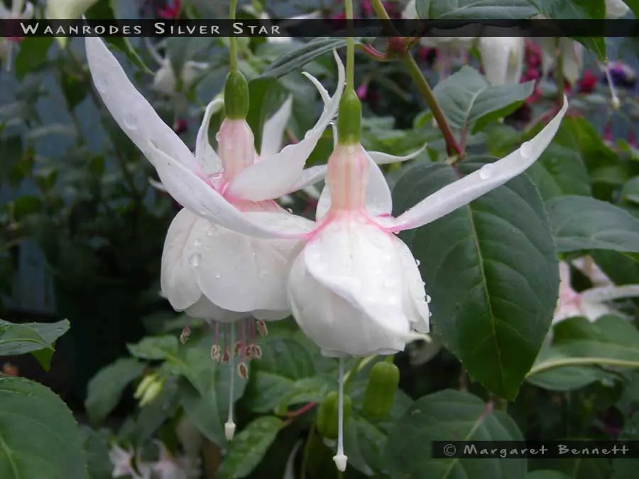 Buy Fuchsia 'Waanrodes Silver Star' Plants