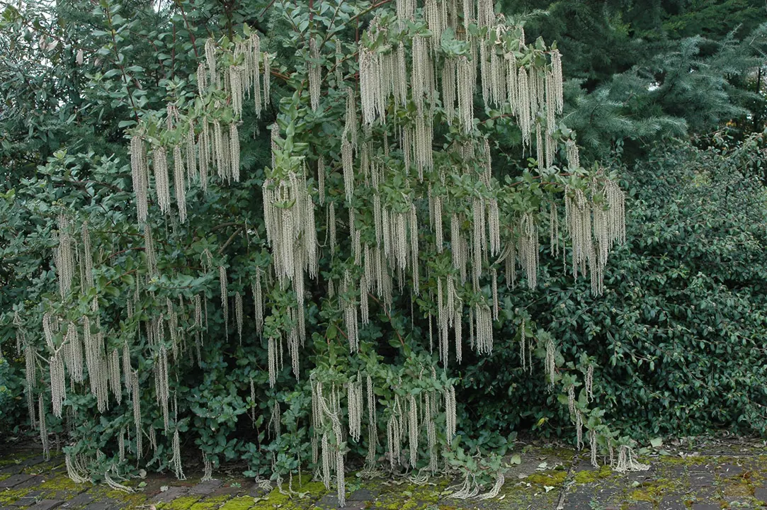 Buy Garrya elliptica James Roof Plants | Free Shipping Over $150
