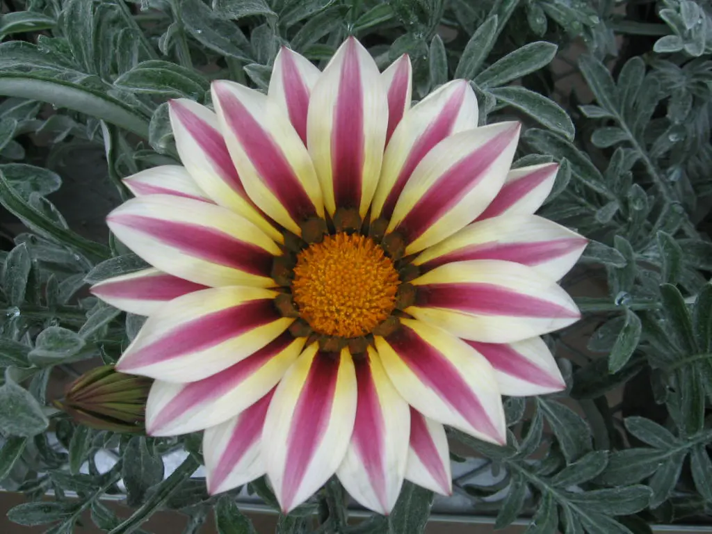 Buy Gazania Kiss Frosty White Flame Plants Online NZ