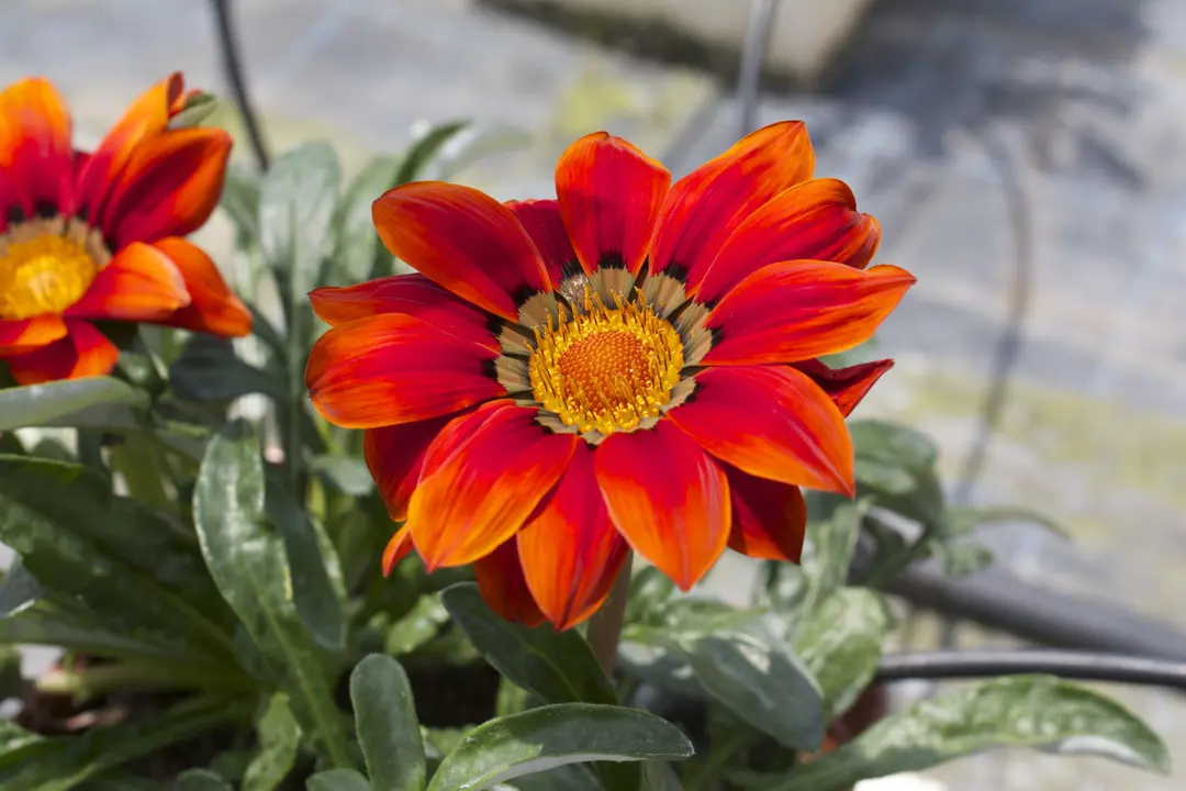 Buy Gazania New Day Red Shades Plants | Free Shipping Over $150
