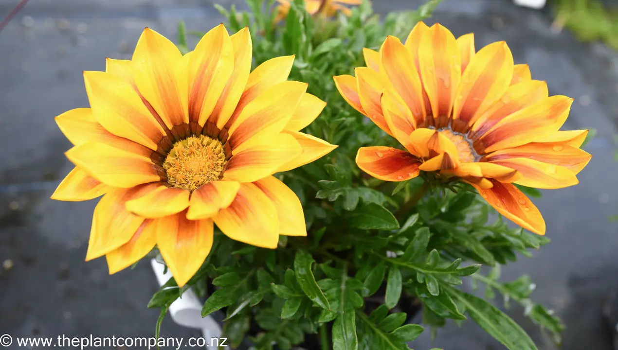 Buy Gazania New Day Red Stripe Plants | Free Shipping Over $150