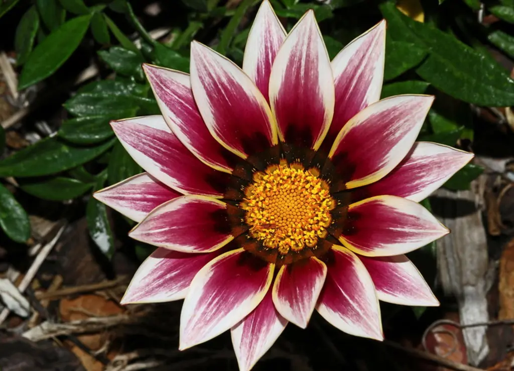 Buy Gazania New Day Rose Stripe Plants | Free Shipping Over $150