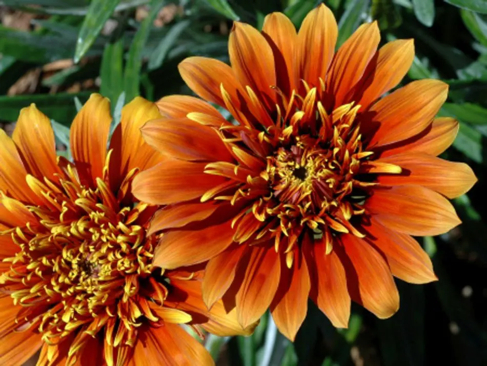 Buy Gazania Sunset Jane Plants | Free Shipping Over $150