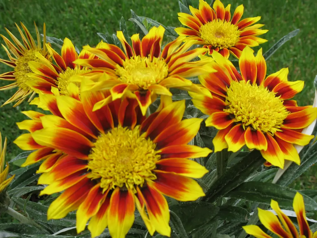 Buy Gazania Vesuvius Plants | Free Shipping Over $150
