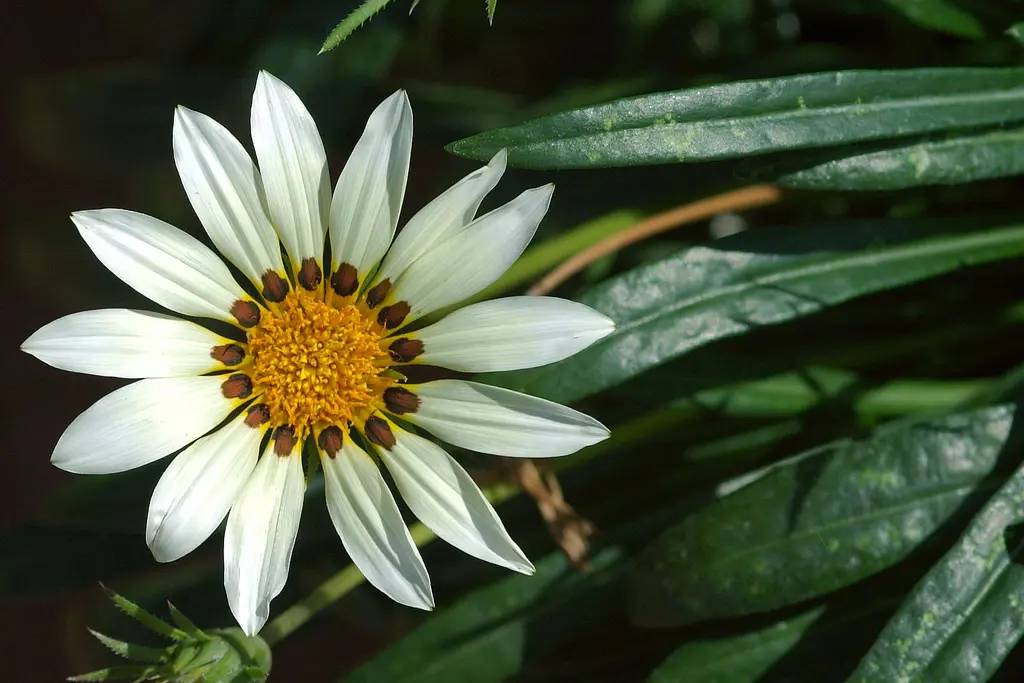 Buy Gazania Kiss Frosty White Plants Online | Free Shipping