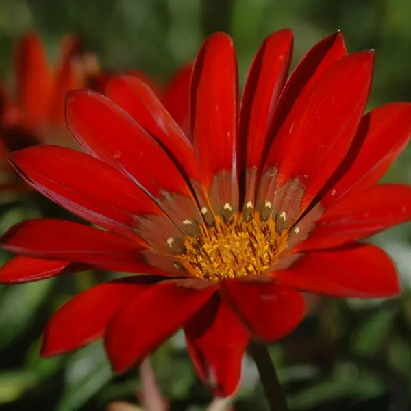 Buy Gazania Brick Red Plants | Free Shipping Over $150