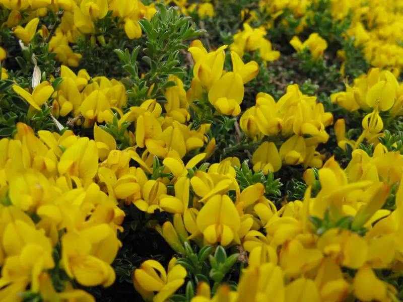 Buy Genista pilosa Vancouver Gold Plants Online NZ