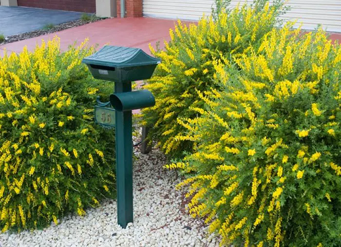 Buy Genista Yellow Imp Plants Online | Free Shipping NZ Wide