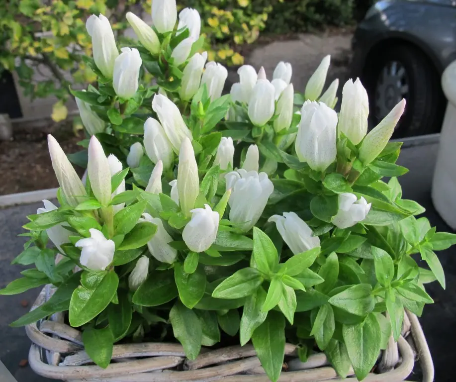 Buy Gentiana White Magic Plants Online | Free Shipping NZ