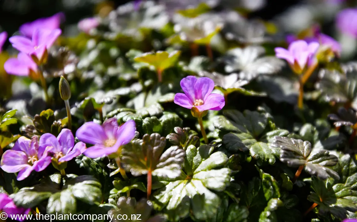 Buy Geranium Bertie Crug Plants | Free Shipping Over $150