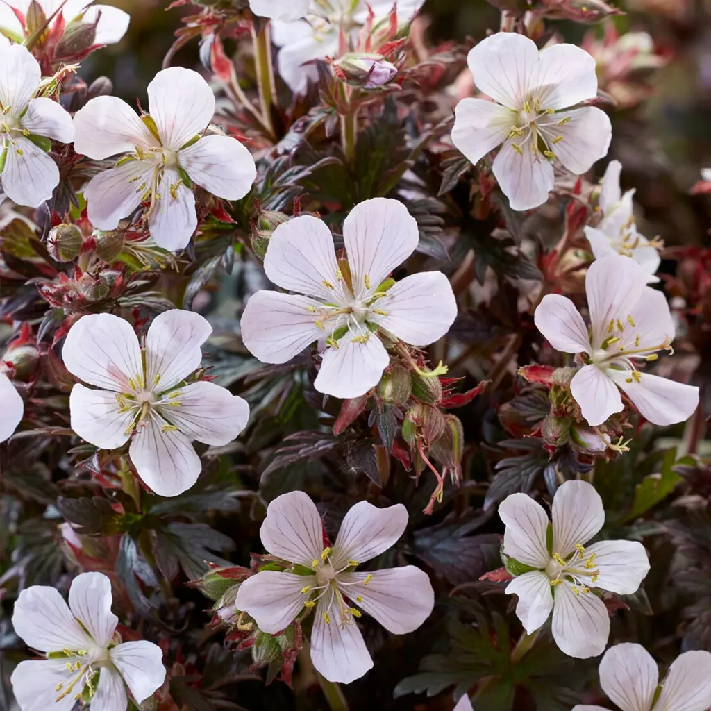 Buy Geranium Black n White Plants | Free Shipping Over $150