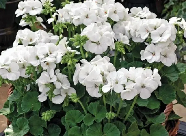 Buy Geranium Dwarf White Plants | Free Shipping Over $150