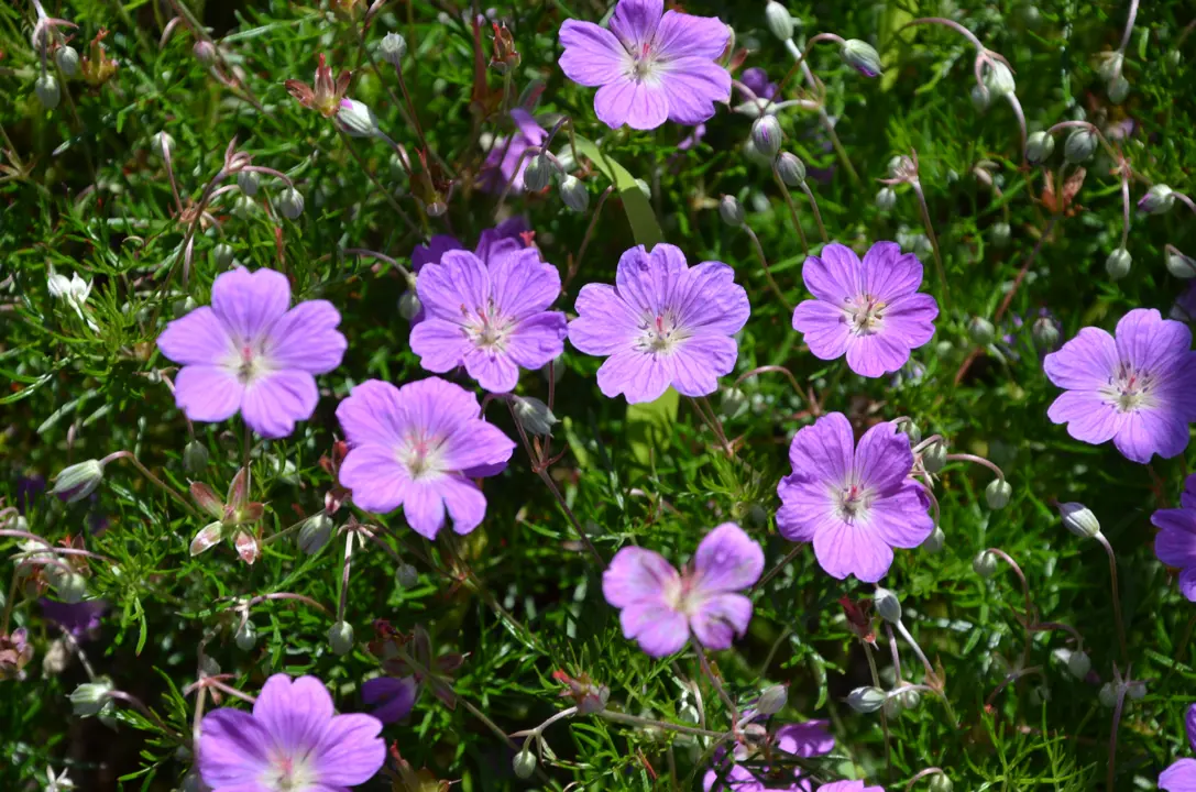 Buy Geranium incanum Plants | Free Shipping Over $150