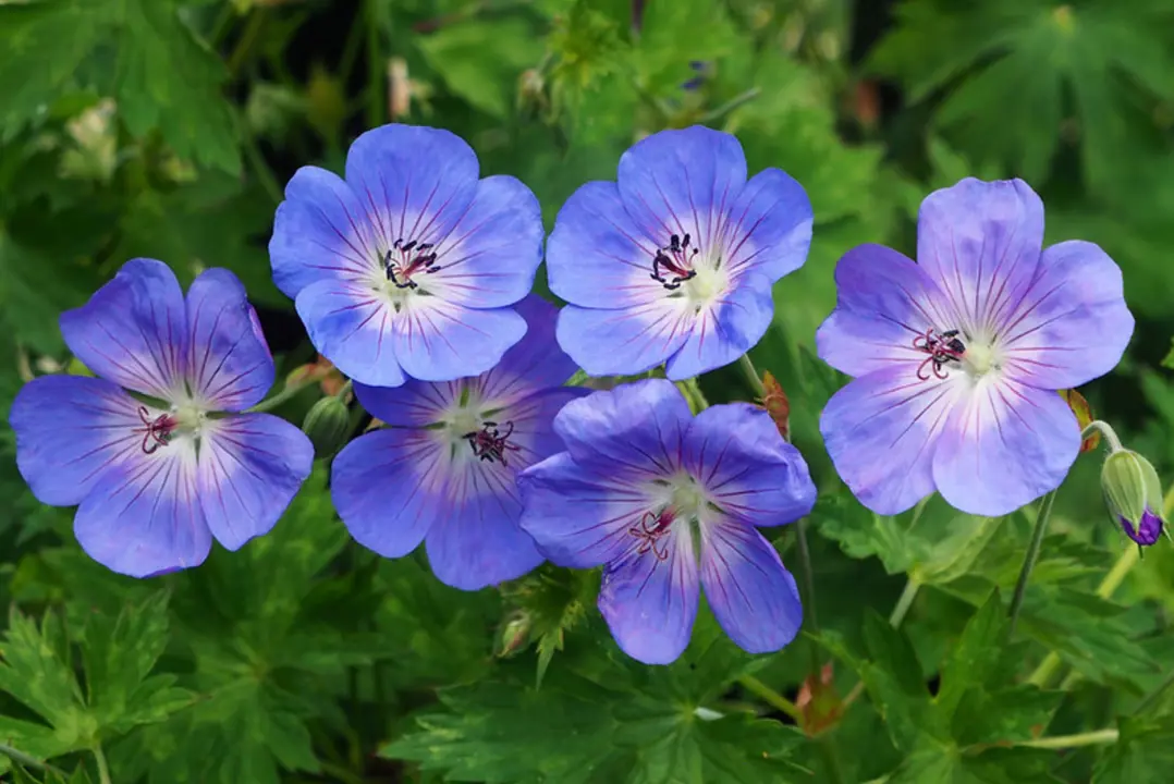 Buy Geranium Johnson's Blue Plants | Free Shipping Over $150
