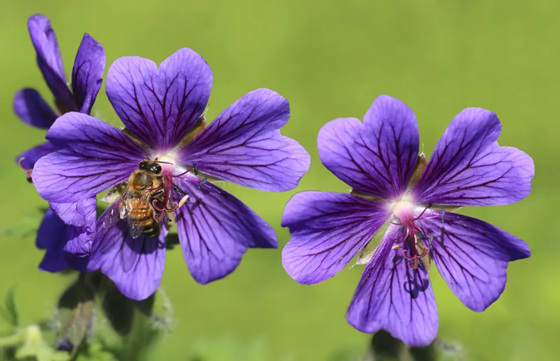 Buy Geranium magnificum Plants | Free Shipping Over $150