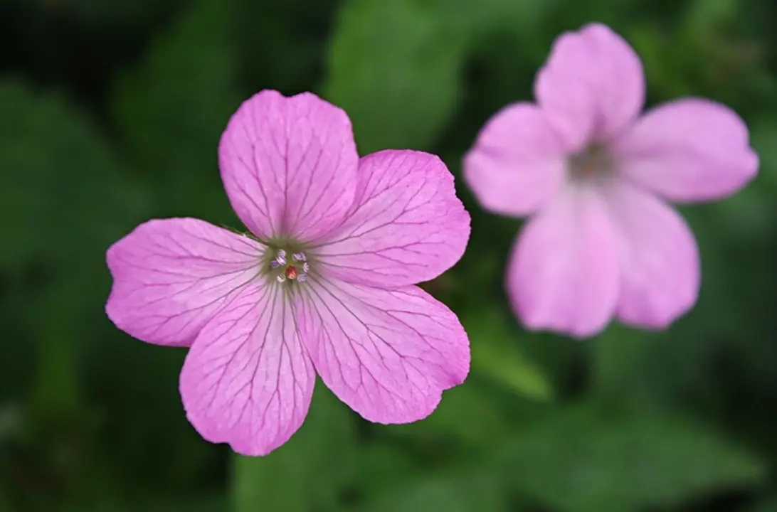Buy Geranium Mavis Simpson Plants | Free Shipping Over $150