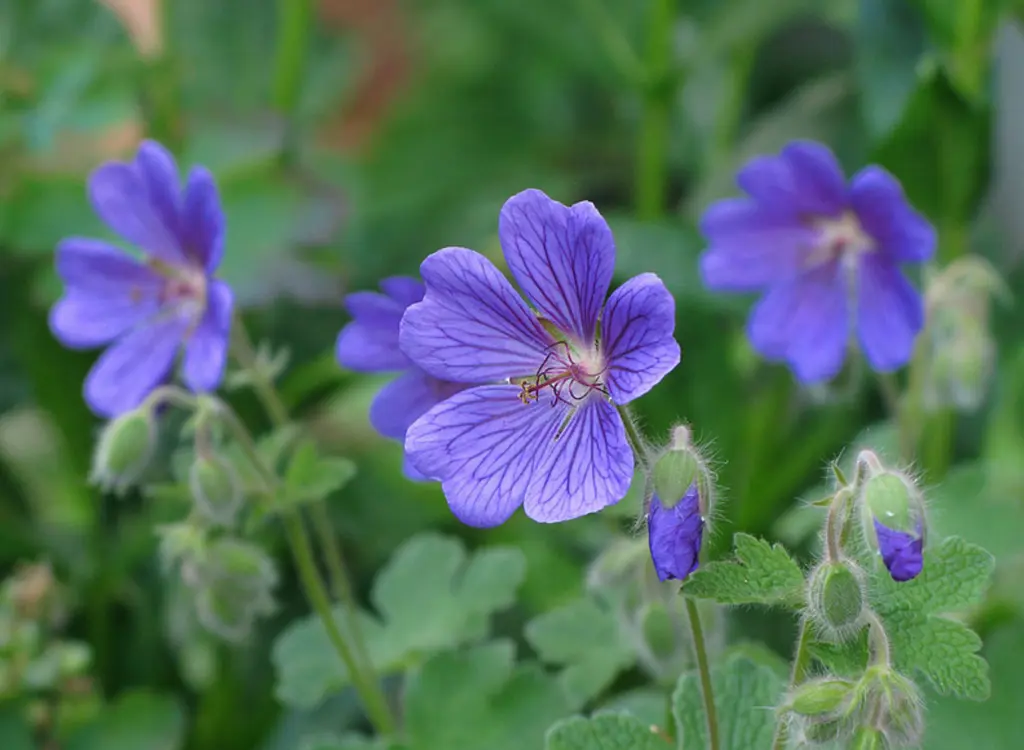 Buy Geranium 'Philippe Vapelle' Plants | Free Shipping Over $150