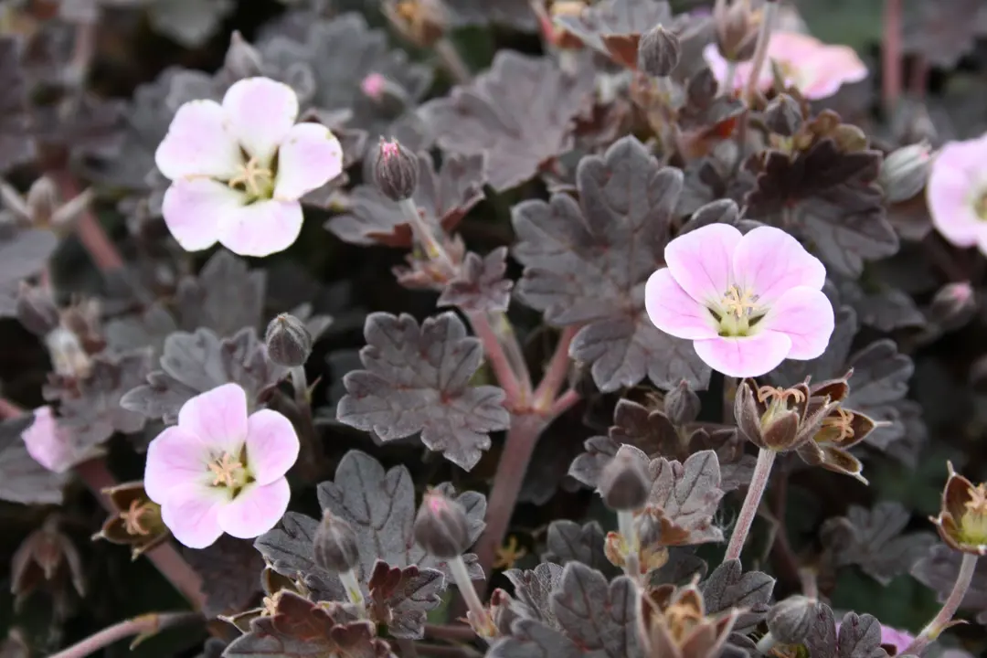Buy Geranium Pink Spice Plants | Free Shipping Over $150