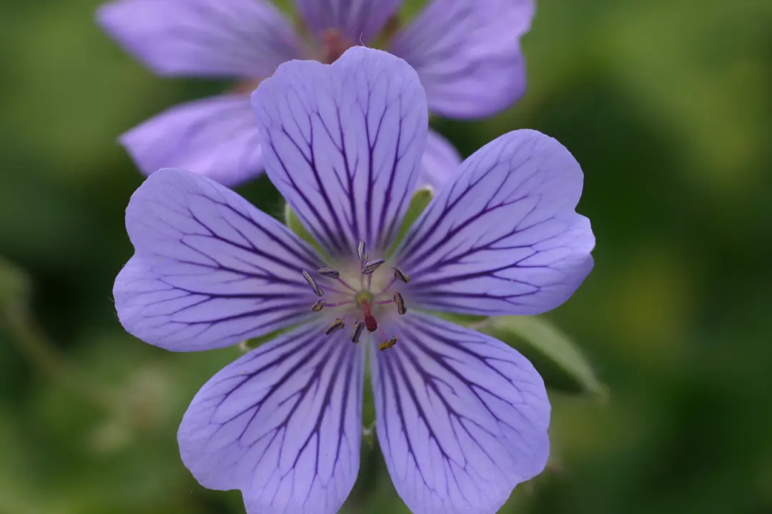 Buy Geranium Stephanie Plants | Free Shipping Over $150